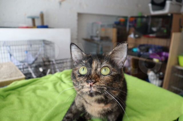 Кошечки Ира и Галя, по 10 месяцев (из приюта)