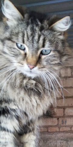 Ласковая,сибирская киса-мышеловка(стерилизована