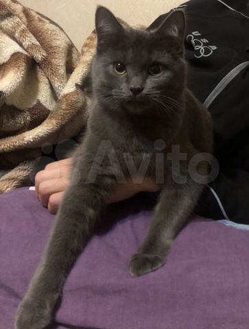 Британка, вязка