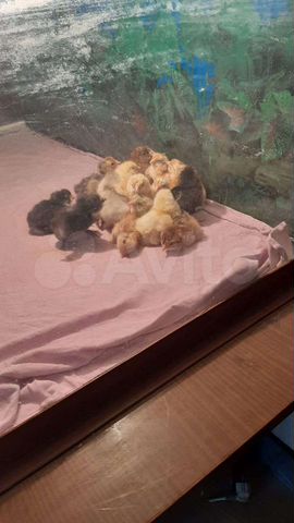 Микс несушки, суточные