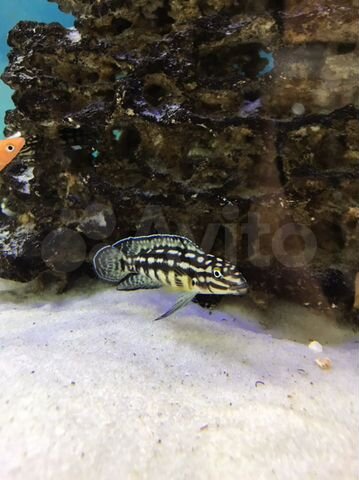 Юлидохромис Марлиера Танганьика