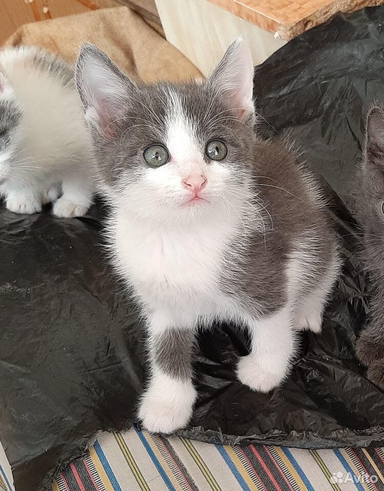 Котик и кошечка 1,5 мес - в добрые руки