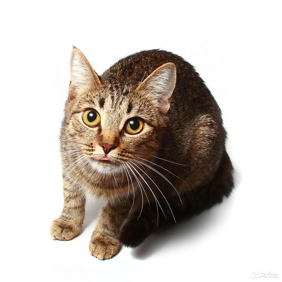 Кошка в ответственные руки