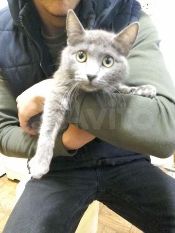 Серый британец, вислоухий