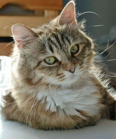 Ласковая кошечка Люся