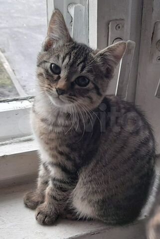 Кошечка, шотландская прямоухая, скоттиш-страйт