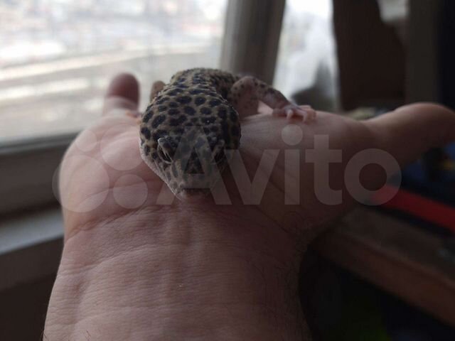 Ящерица эублефар