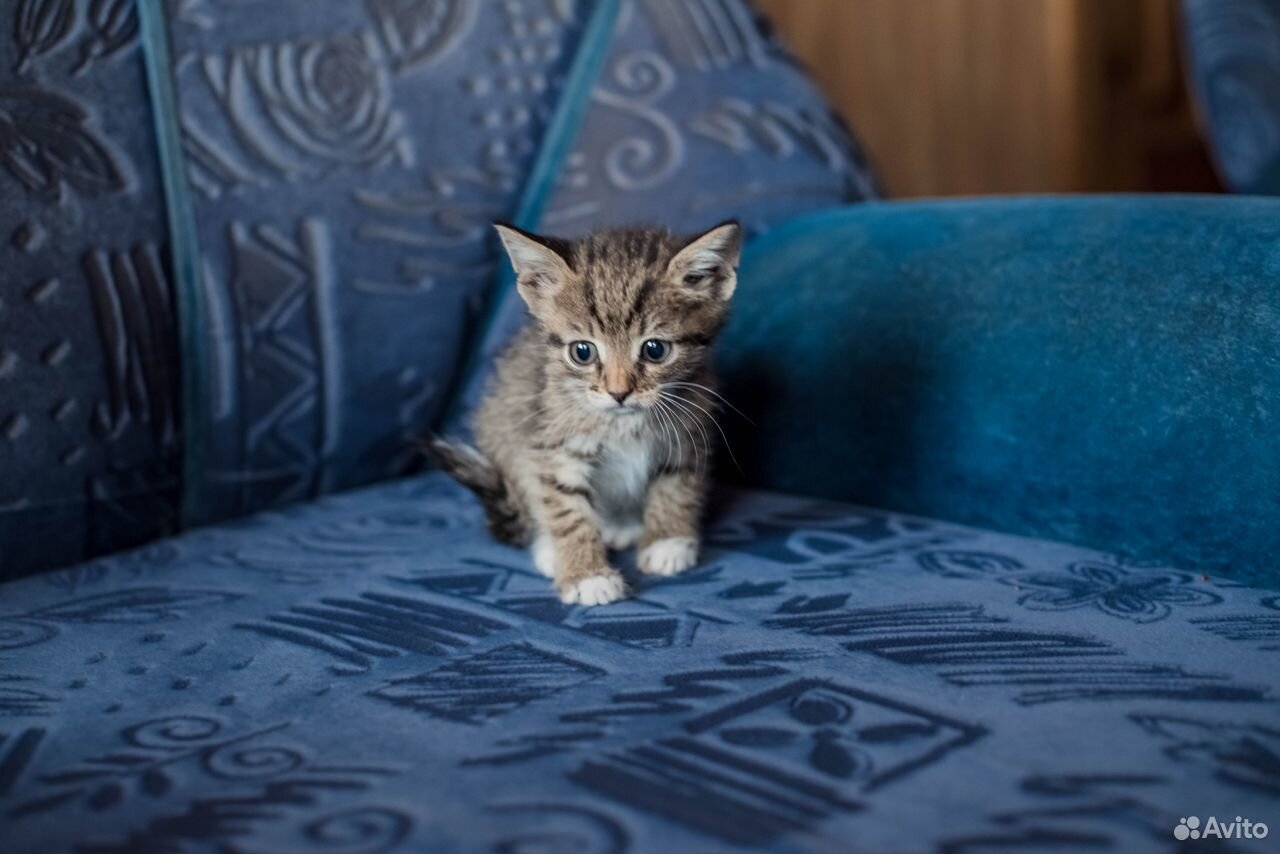 Котенок, котята, кот