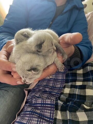Котята в добрые руки даром