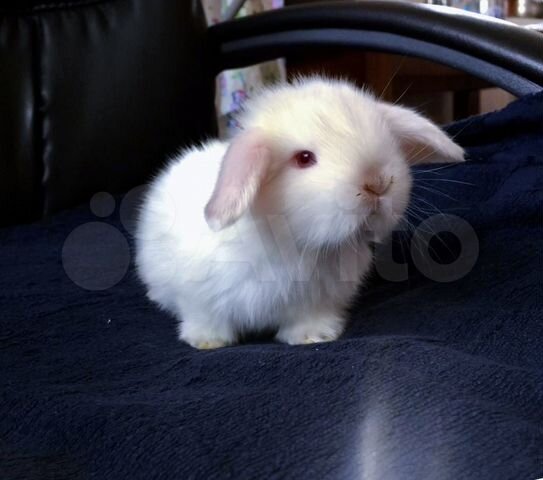 Карликовые сатиновые кролики