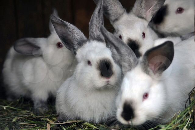 Продам кроликов
