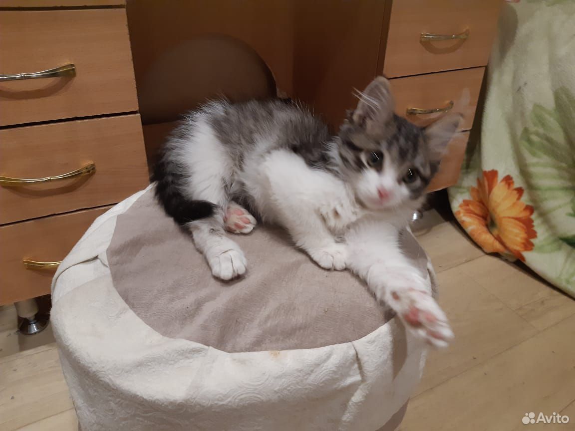 Симпатяга Тимоша в добрые руки