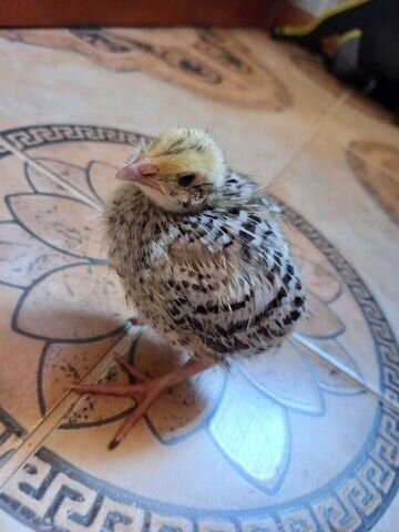 Перепелочки