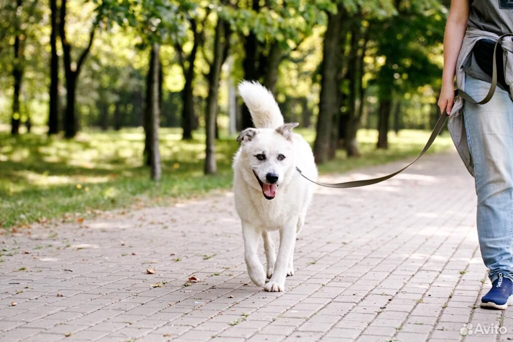 В добрые руки добряк Боцман