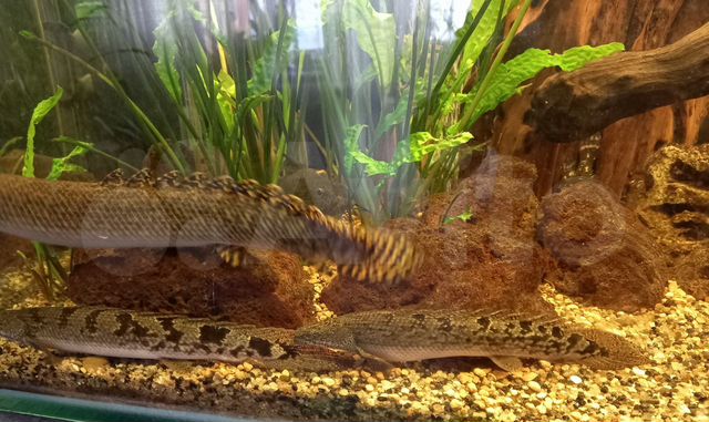 Полиптерусы