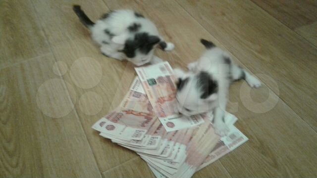 Маленькие катята