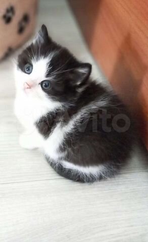 Шанель и Мирель