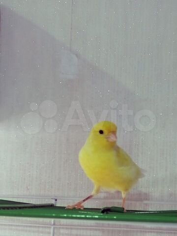 Кенар (канарейка, самец)