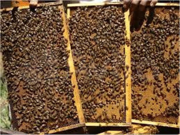 Пчелы пчелопакеты