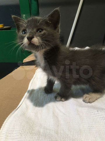 Котëнок 1 месяц