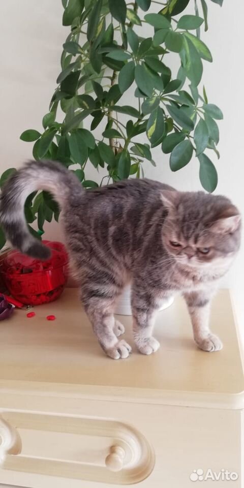 Кот экзот экстремал