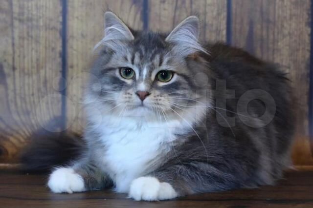 Молодая кошечка