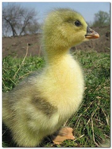 Оптом с доставкой гусята, утята, муларды, цыплят