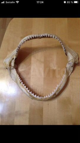 Челюсть акулы