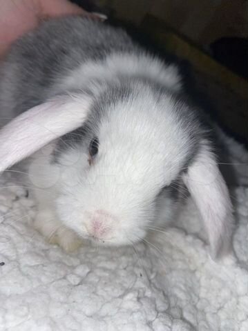 Декоративные кролики