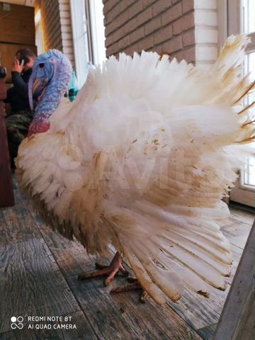 Индюшата хайбрид конвертер две недели, суточные