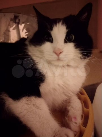 Пельмешик ищет друга