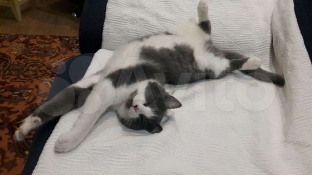 Кот в дар Хоттабыч,6мес.привит есть паспорт