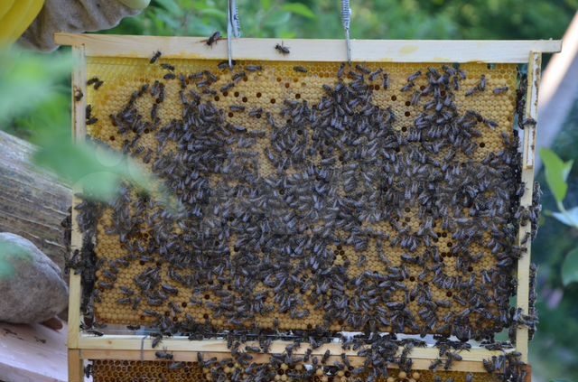 Пчелы: семьи, отводки. Карпатка