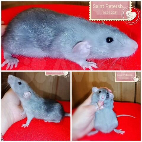 Крыса голубая Дамбо редкий окрас