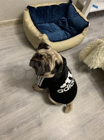 Мопс ищет невесту