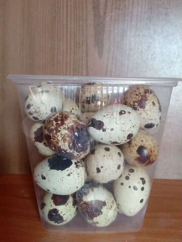 Яйцо инкубационное. столовое