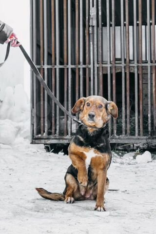 Малышка Бигля ищет хозяина