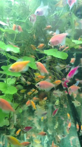 Аквариумные рыбки домашнего разведения