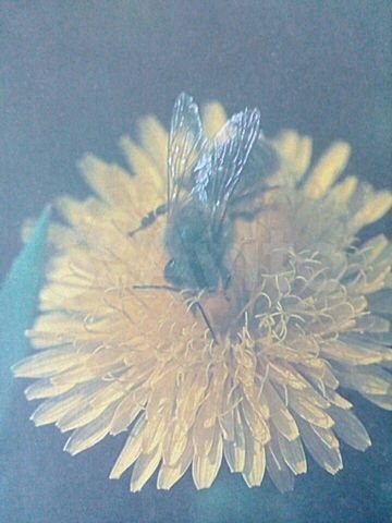 Матки пчелиные