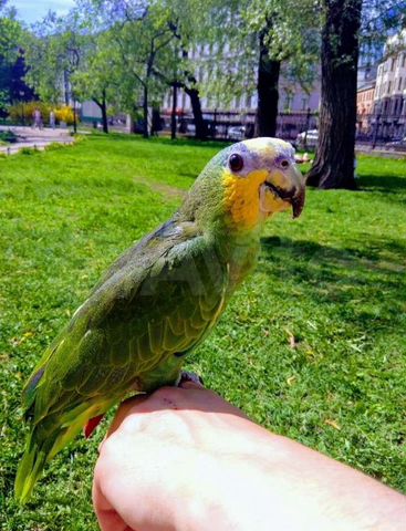 Попугай Венесуэльский Амазон