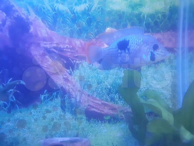 Акара бирюзовая