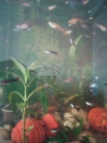 Аквариумные рыбки