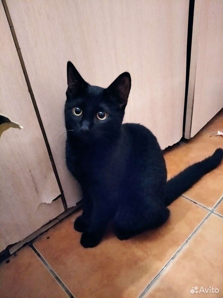 Котенок Мята ищет дом