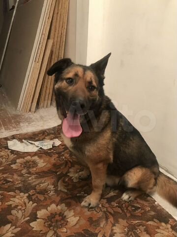 Ральф из приюта г.Воркута. Доставка