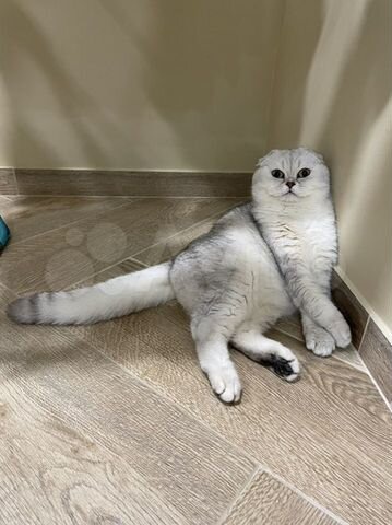 Шотландский кот вязка