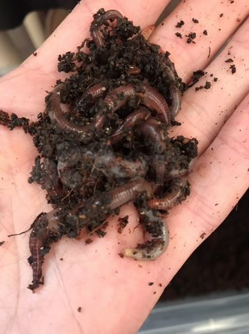 Дождевые черви