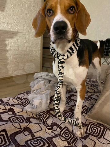 Вязка. Кобель эстонская гончая