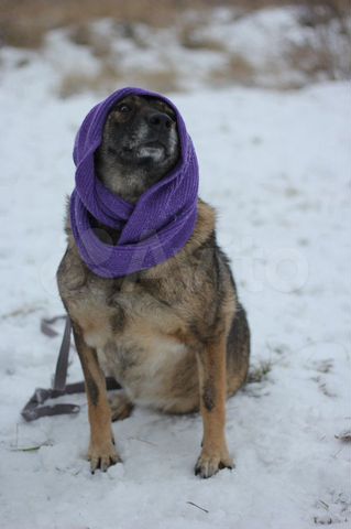 Чудесная собака Дунечка в добрые руки