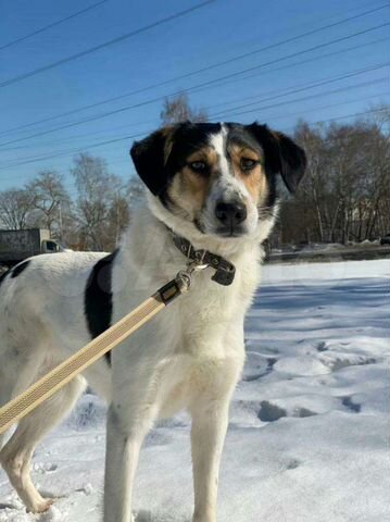Спасите собаку из приюта, в добрые руки