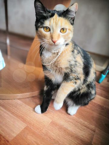 Трехцветная кошечка Маша 1,5 года